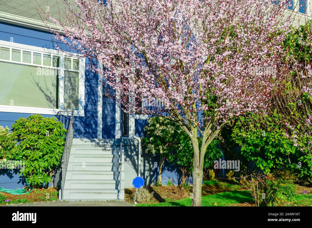 Entrance to blue house with blooming pink cherry flower in suburban ...