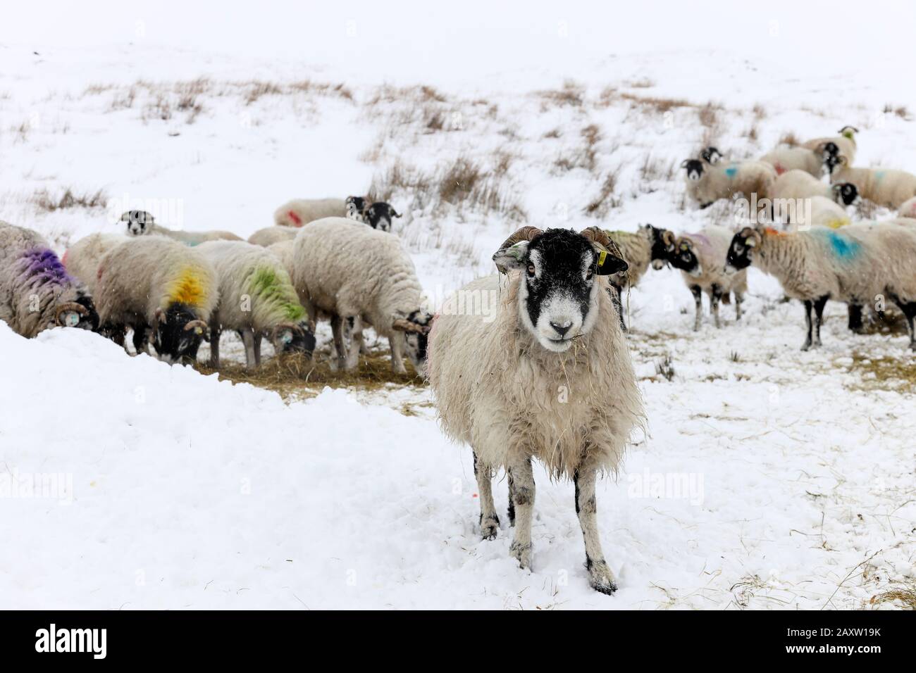 Upper Teesdale, County Durham, UK. 13th February 2020. UK Weather ...