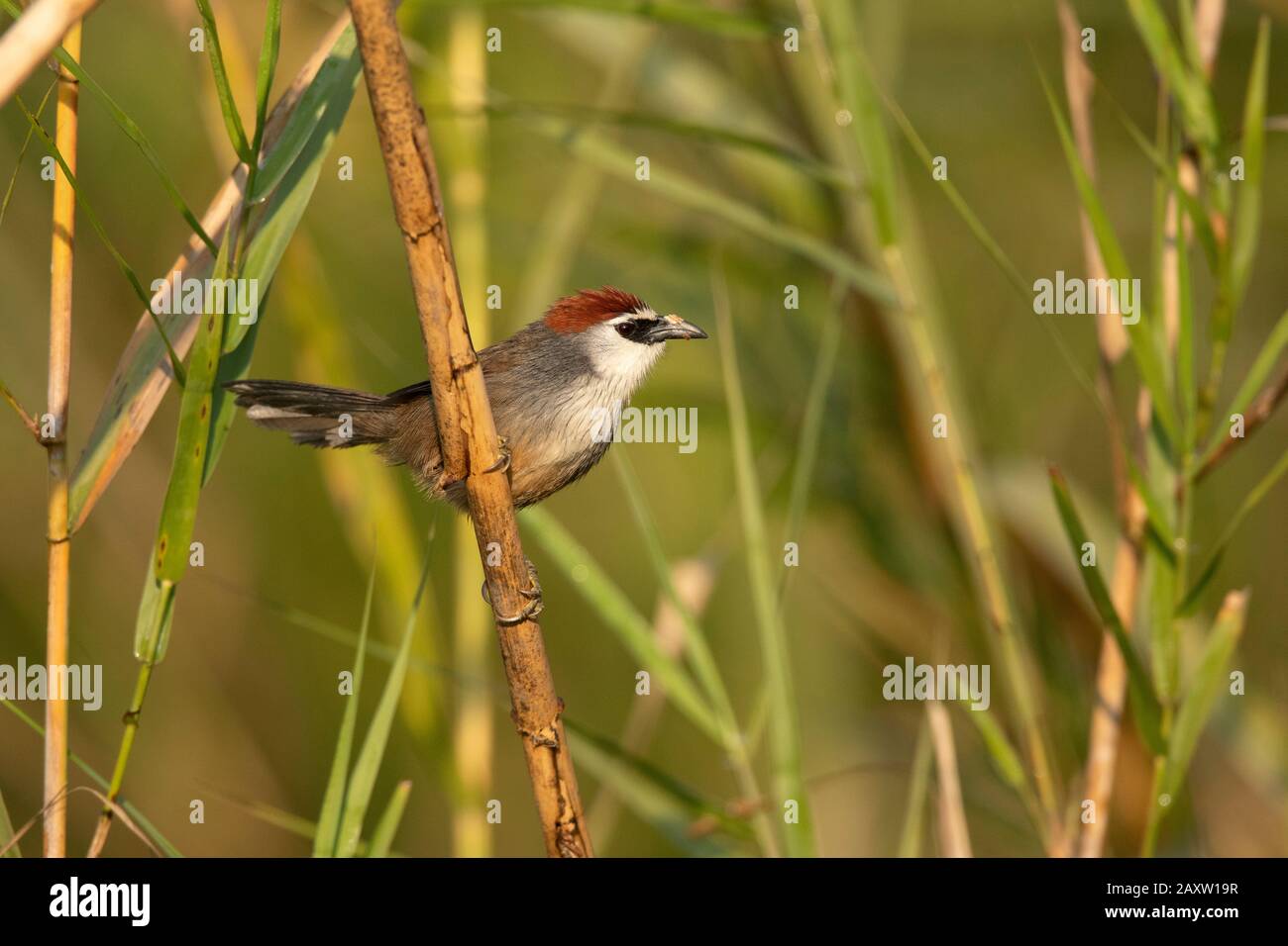Chestnut-capped babbler, Timalia pileata, Maguri Beel, Southeast of ...