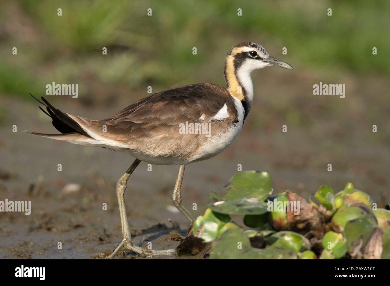 Pheasant Tailed Jacana Female