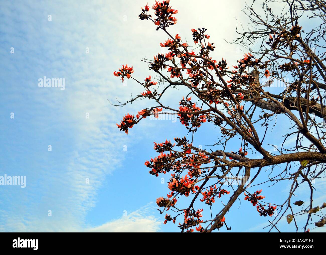 Native to India, Flame of the Forest is a medium sized tree, growing ...