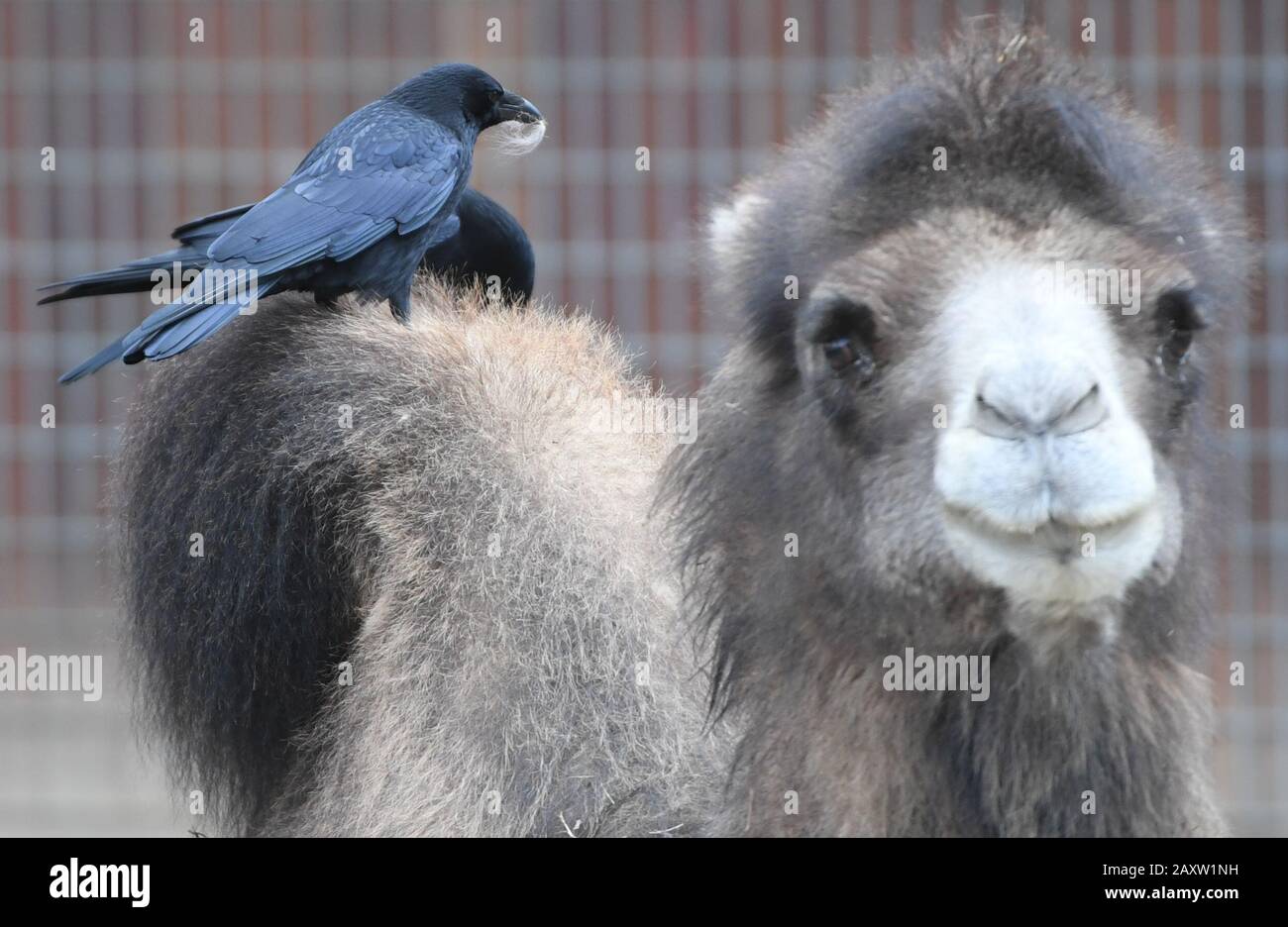 Frankfurt Zoo, Germany. 13th Feb, 2020. 13 February 2020, Hessen ...