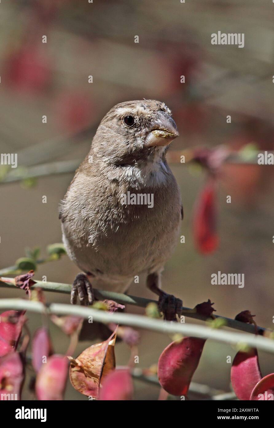 White throated canary hi-res stock photography and images - Alamy