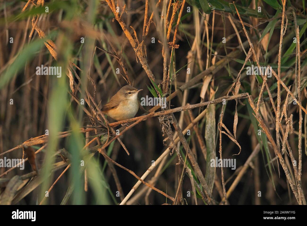Blunt winged warbler hi-res stock photography and images - Alamy