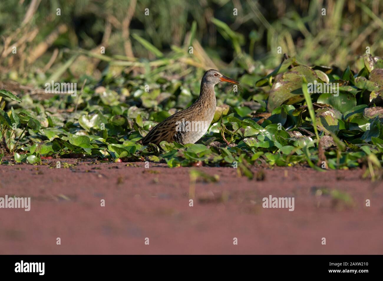 Brown-cheeked rail, Eastern water rail, Rallus indicus, Maguri Beel ...