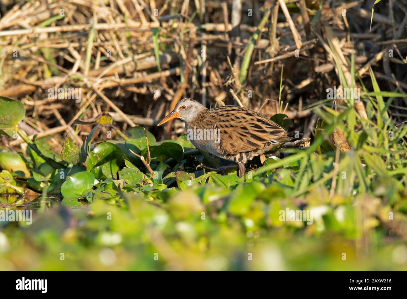Brown-cheeked rail, Eastern water rail, Rallus indicus, Maguri Beel ...