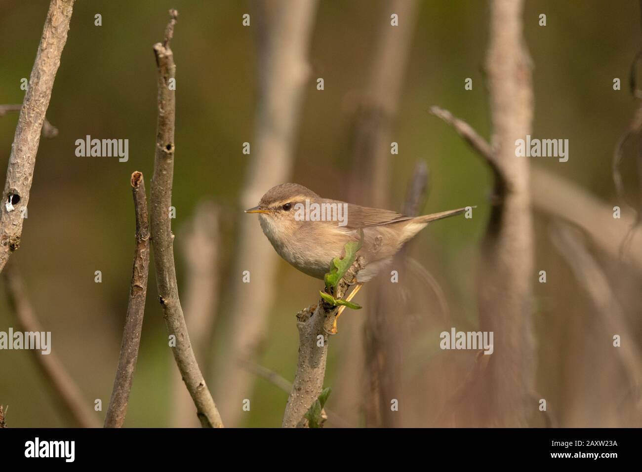 Dusky Warbler, Phylloscopus fuscatus, Maguri Beel, Tinsukia District of ...