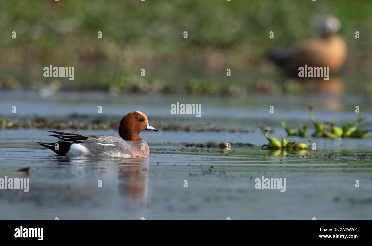 Eurasian wigeon, Mareca penelope, Maguri Beel, Tinsukia District of ...