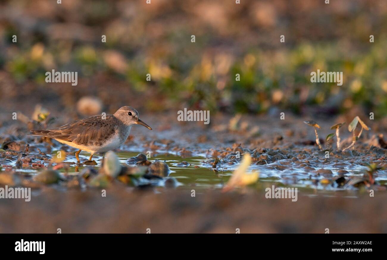 Temminck's Stint, Calidris temminckii, Maguri Beel, Tinsukia District ...