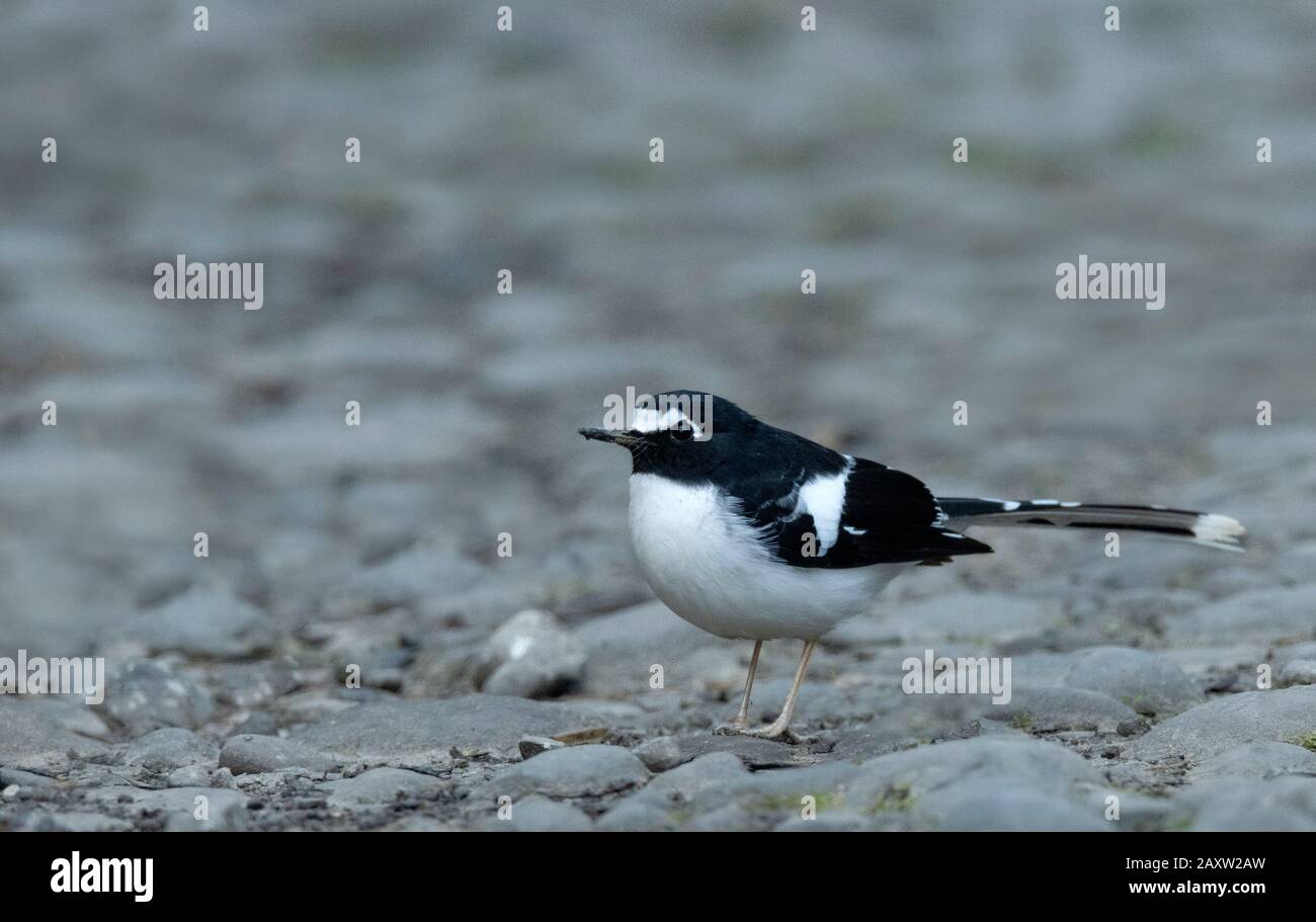 Forktail bird hi-res stock photography and images - Alamy