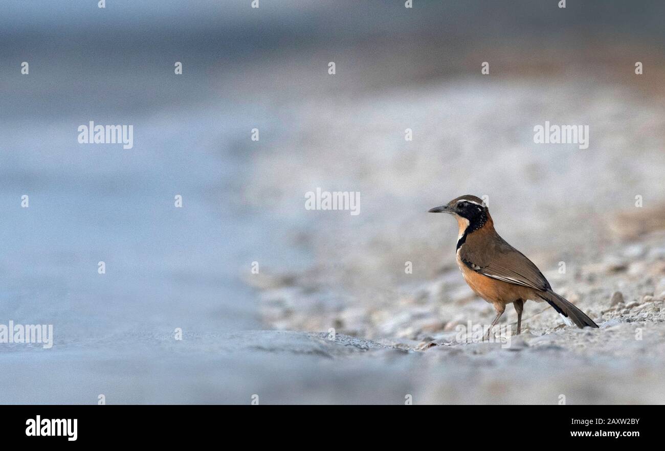 Greater Necklaced Laughingthrush, Pterorhinus pectoralis, Dehing Dehing ...
