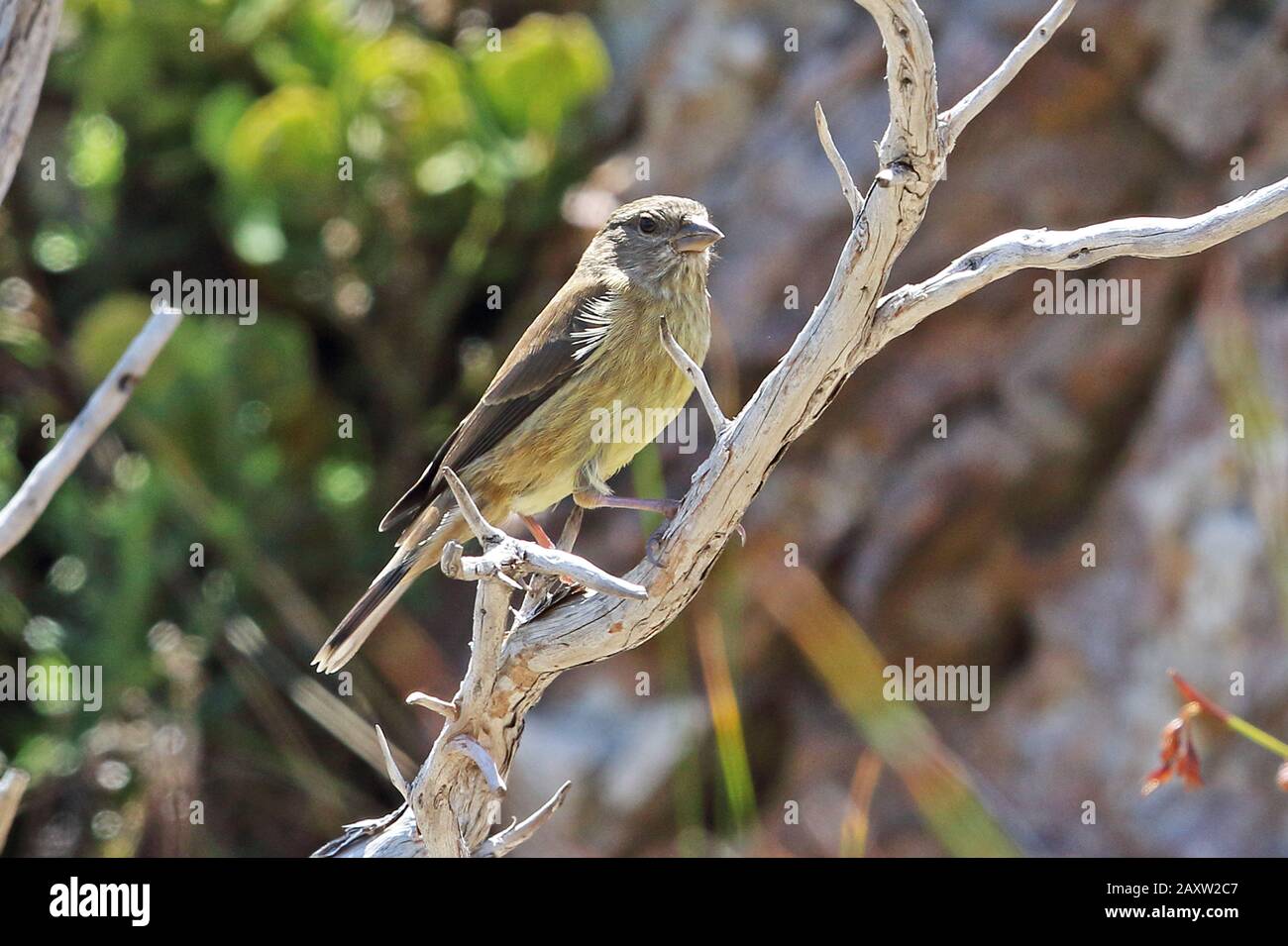 Dead canary bird hi-res stock photography and images - Alamy