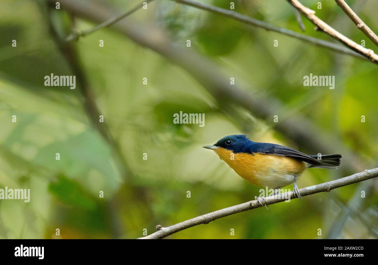 Pygmy blue-flycatcher,. Muscicapella hodgsoni, Dehing Dehing Patkai ...