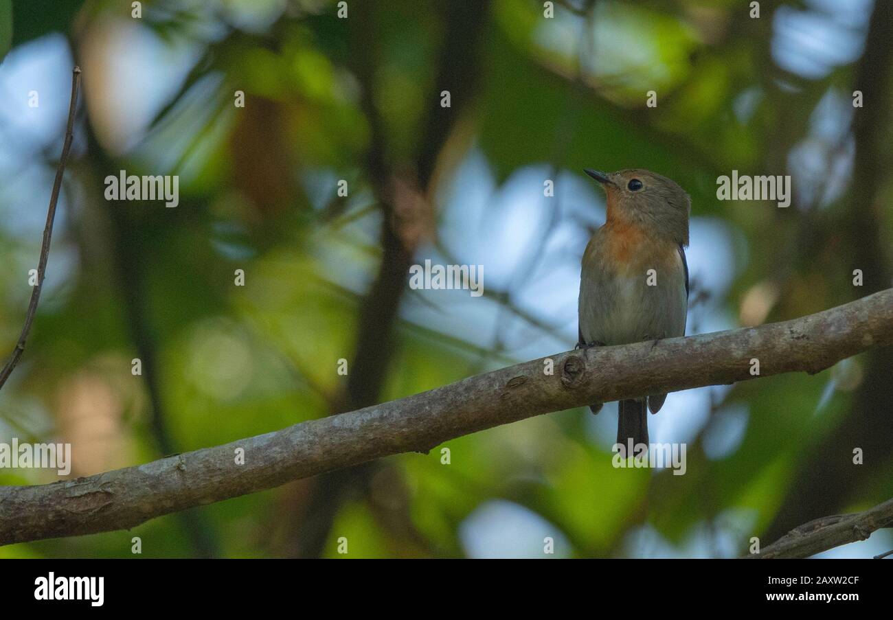 Sapphira hi-res stock photography and images - Alamy