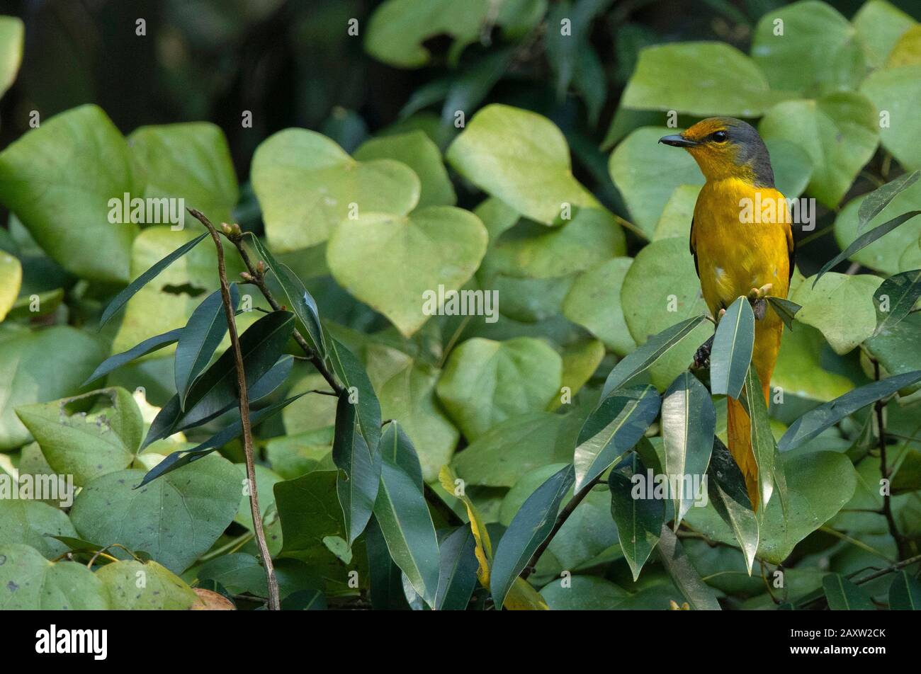 Scarlet minivet, Pericrocotus speciosus, female Dehing Dehing Patkai ...