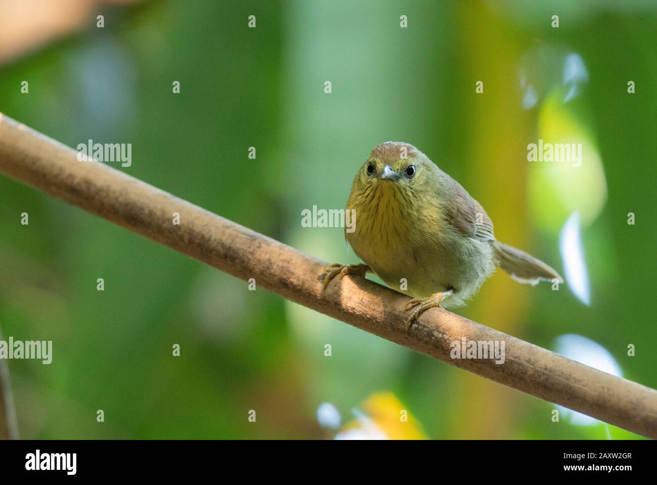 Pin-striped tit-babbler, Macronus gularis, Dehing Dehing Patkai ...