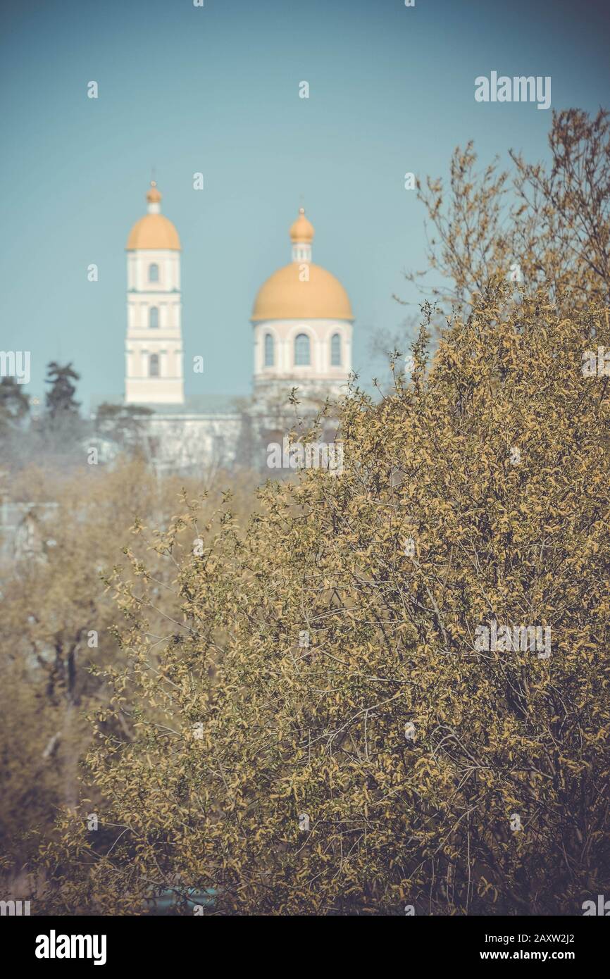 tree crone and blurred temple with golden domes and white walls in the ...