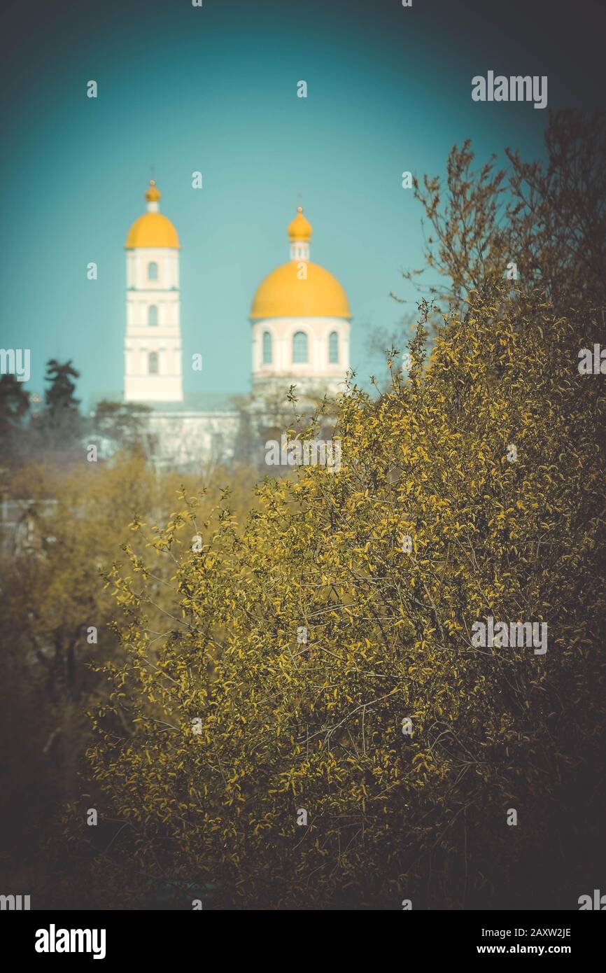 tree crone and blurred temple with golden domes and white walls in the ...