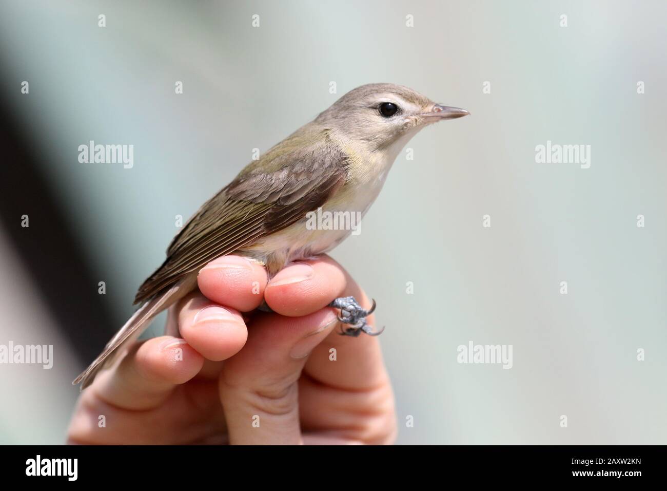 Humans interacting with birds hi-res stock photography and images - Alamy