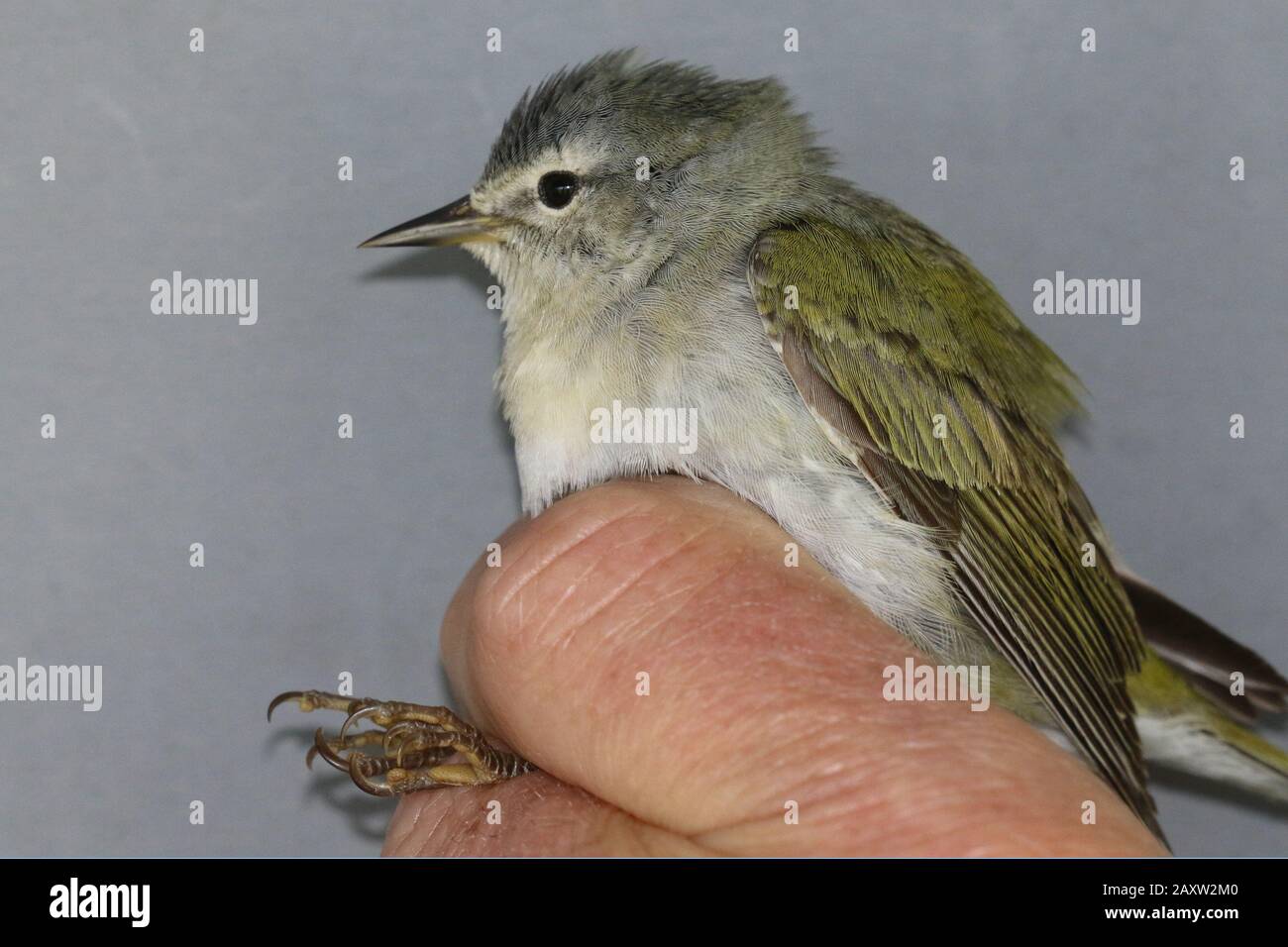 Routes of the birds hi-res stock photography and images - Alamy
