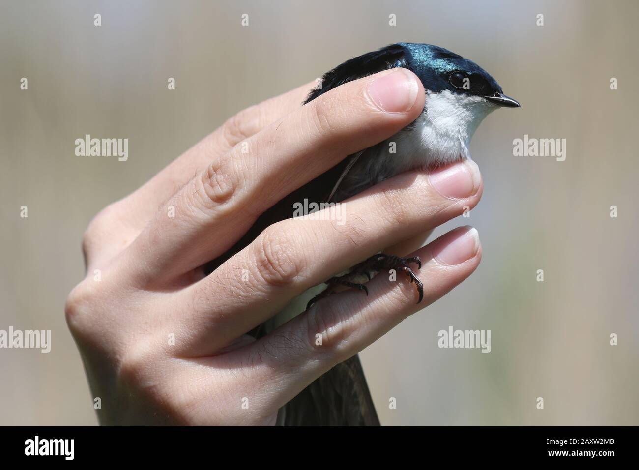 Banding Birds at Marsh Stock Photo - Alamy