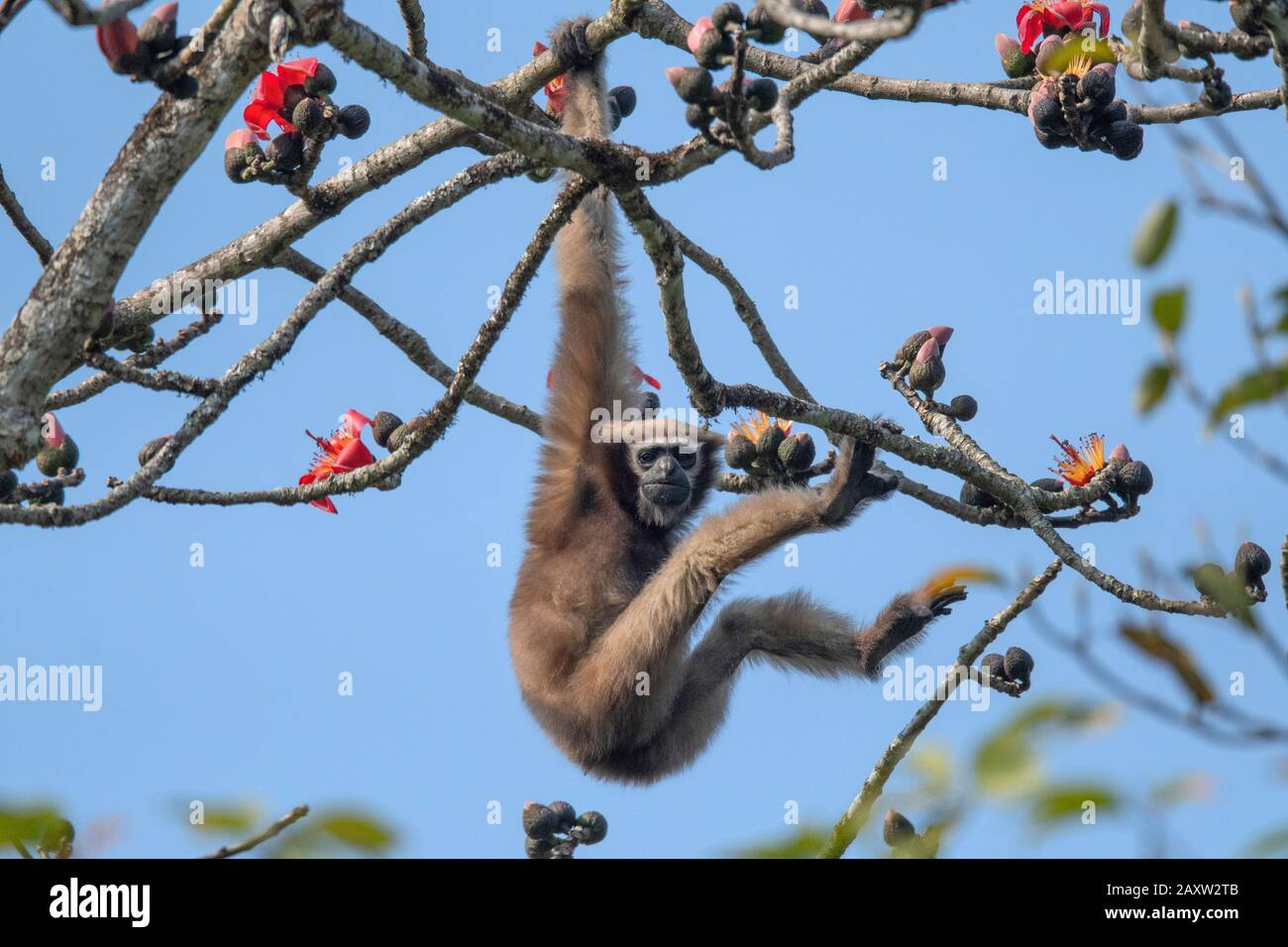 Hoolock gibbon female Dehing Dehing Patkai Wildlife Sanctuary, Assam ...
