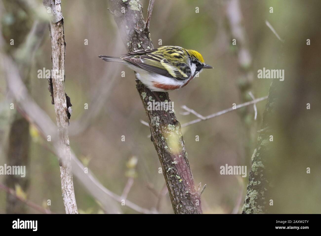chestnut sided warbler Stock Photo - Alamy