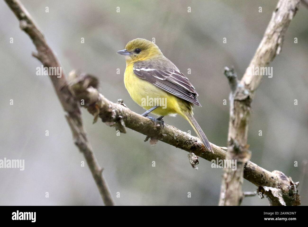 Female species of warbler hi-res stock photography and images - Alamy