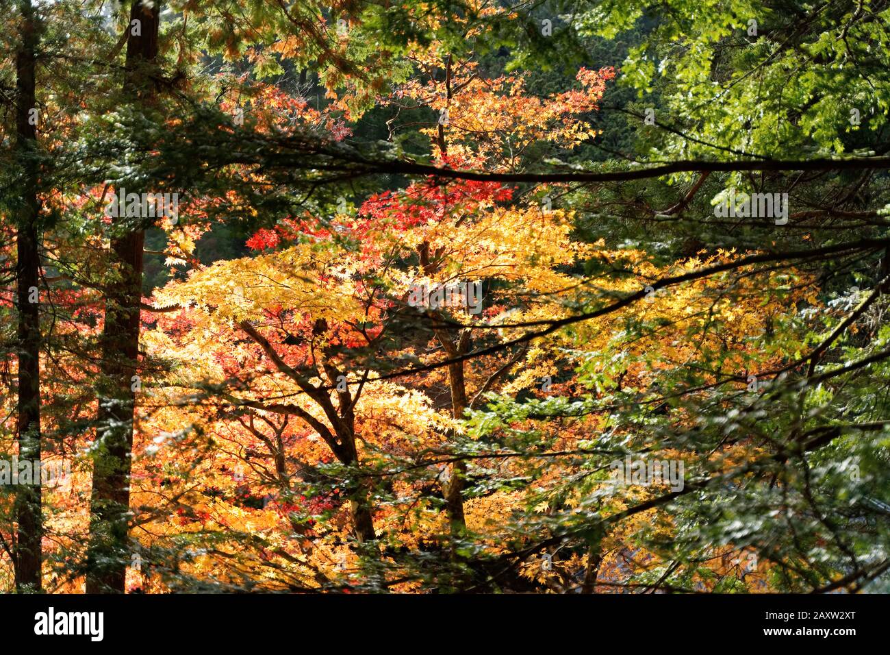 Colourful trees in autumn at Nikko, Japan shot on 60 megapixel camera ...