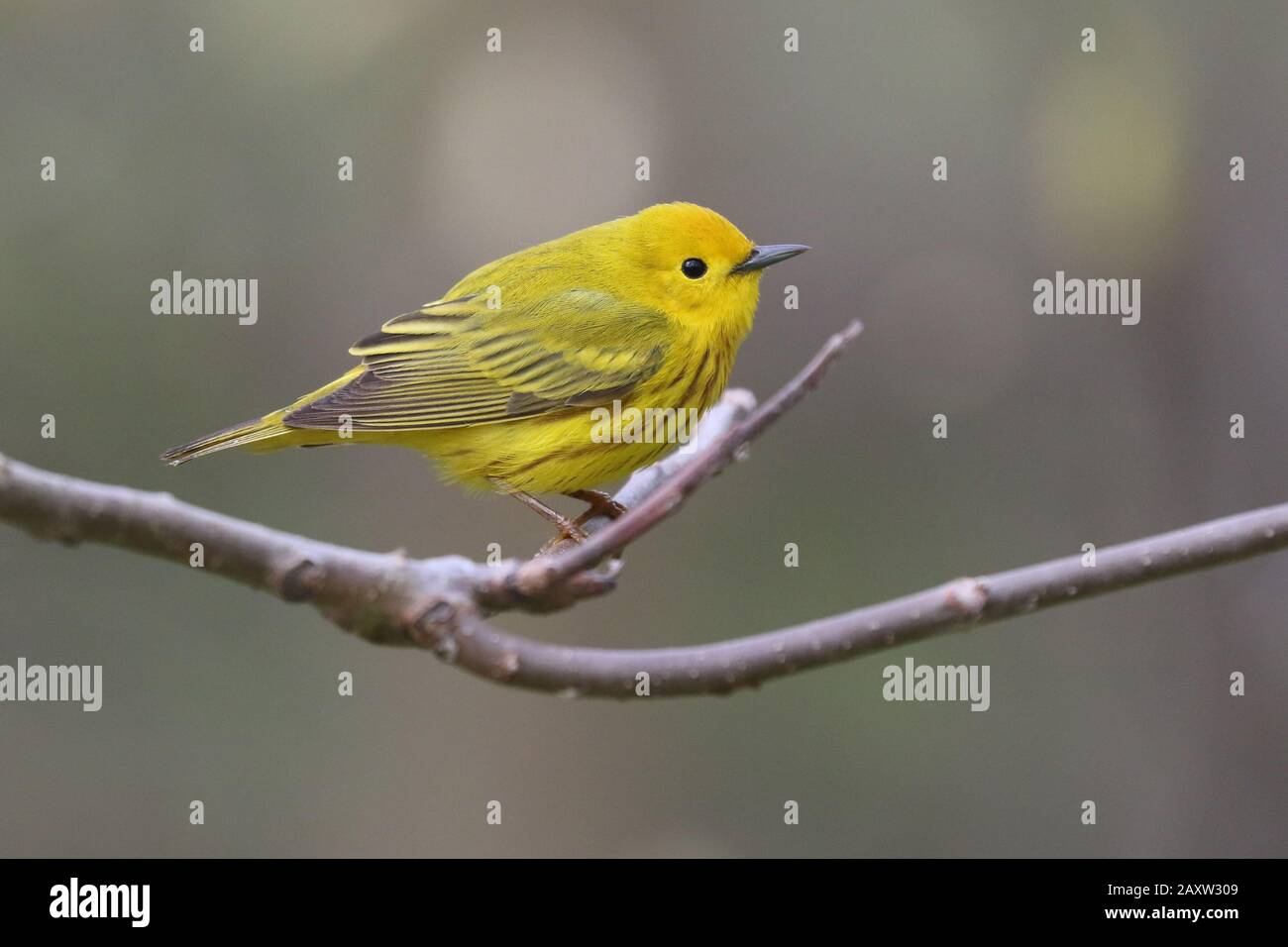 Yellow Warbler In Flight High Resolution Stock Photography and Images ...