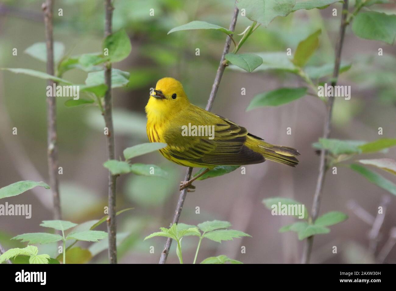 Yellow warbler in flight hi-res stock photography and images - Alamy