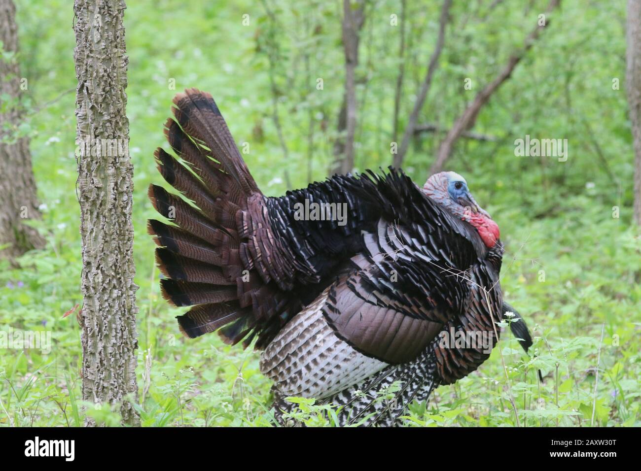 Male wild turkey displaying females hi-res stock photography and images ...