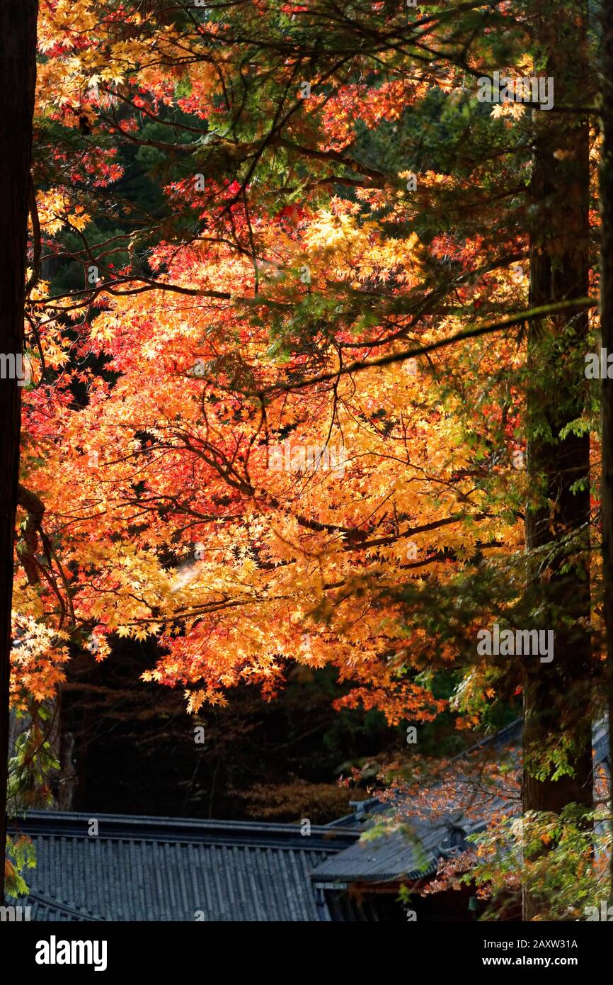 Colourful trees in autumn at Nikko, Japan shot on 60 megapixel camera ...