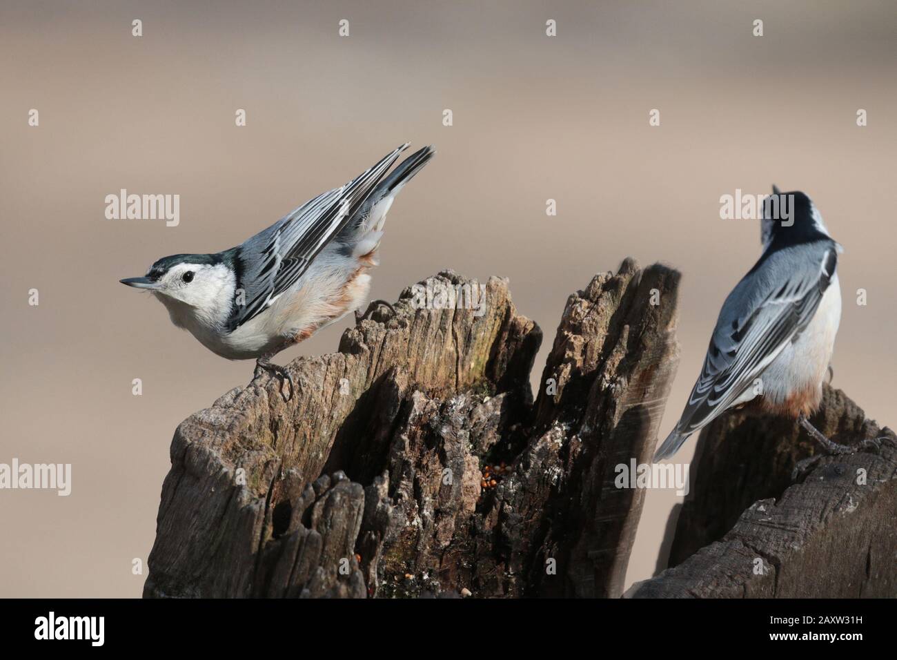 Nuthatches bird feeder hi-res stock photography and images - Alamy