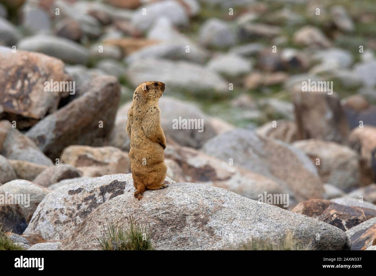 Himalayan Marmot, Ladakh, Jammu and Kashmir, India Stock Photo - Alamy