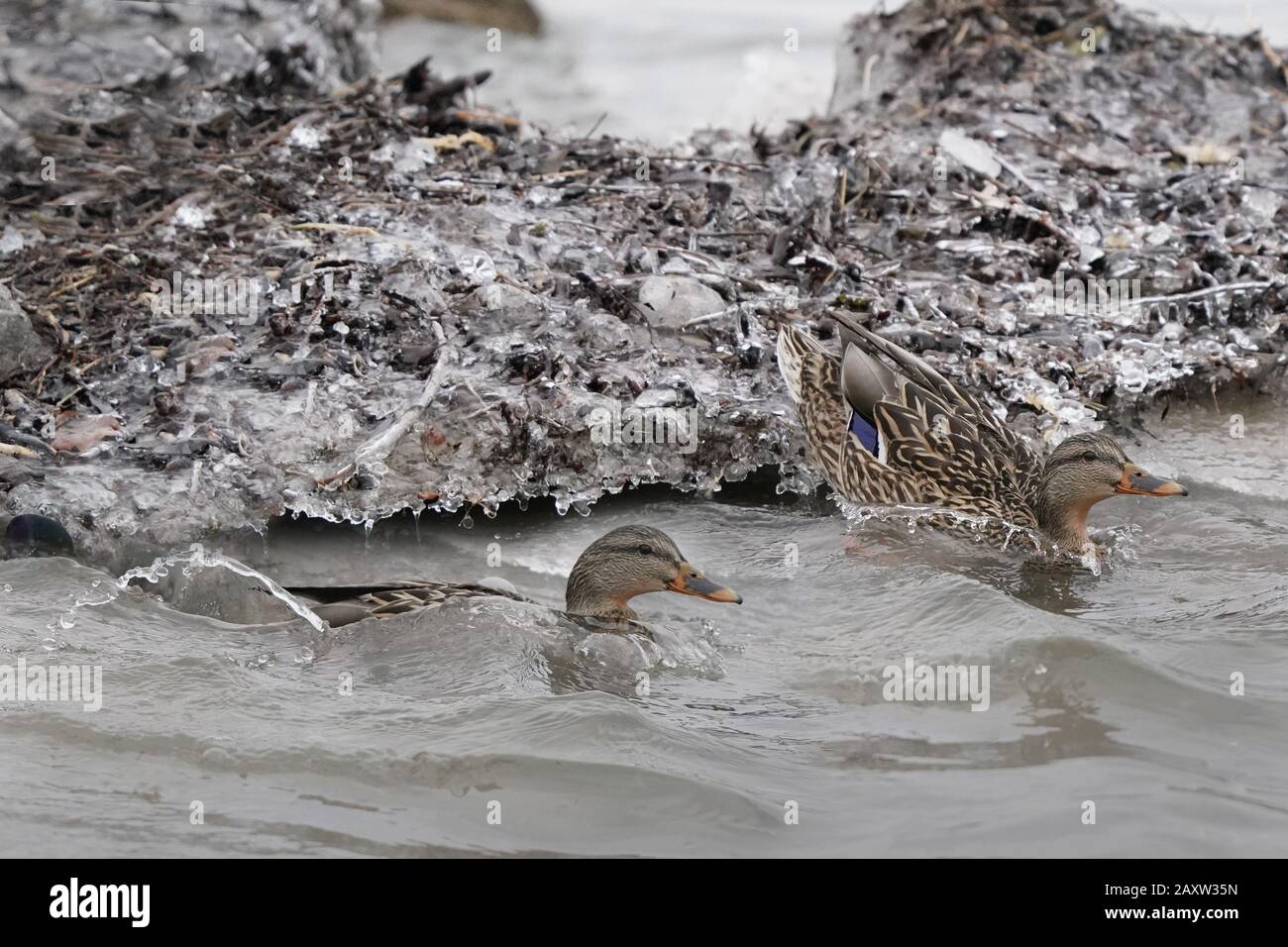 Mallard ducks at Lake Ontario Stock Photo - Alamy