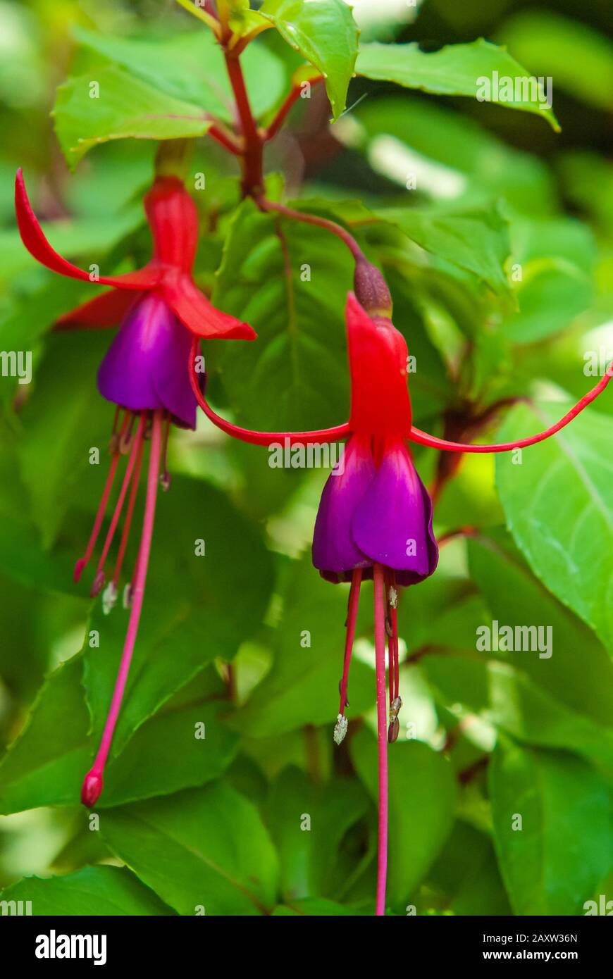 A Fuchsia growing in an English Couny garden Stock Photo - Alamy