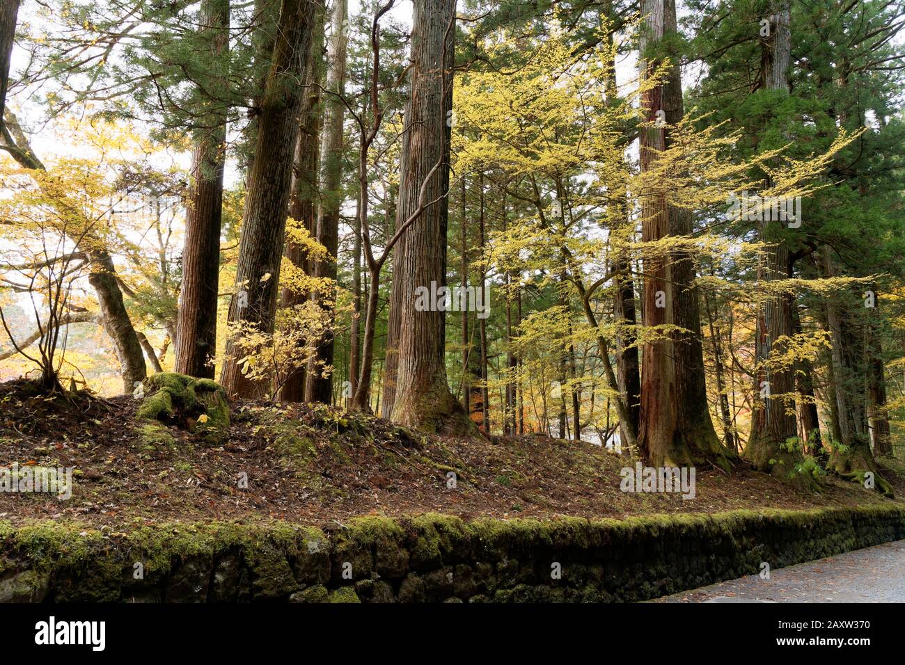 Colourful trees in autumn at Nikko, Japan shot on 60 megapixel camera ...