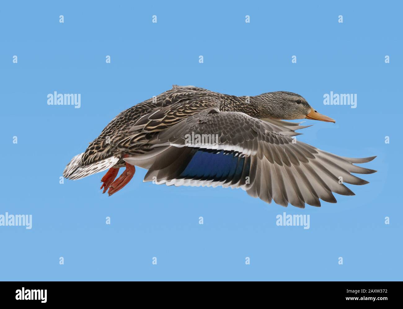 Mallard ducks at Lake Ontario Stock Photo - Alamy