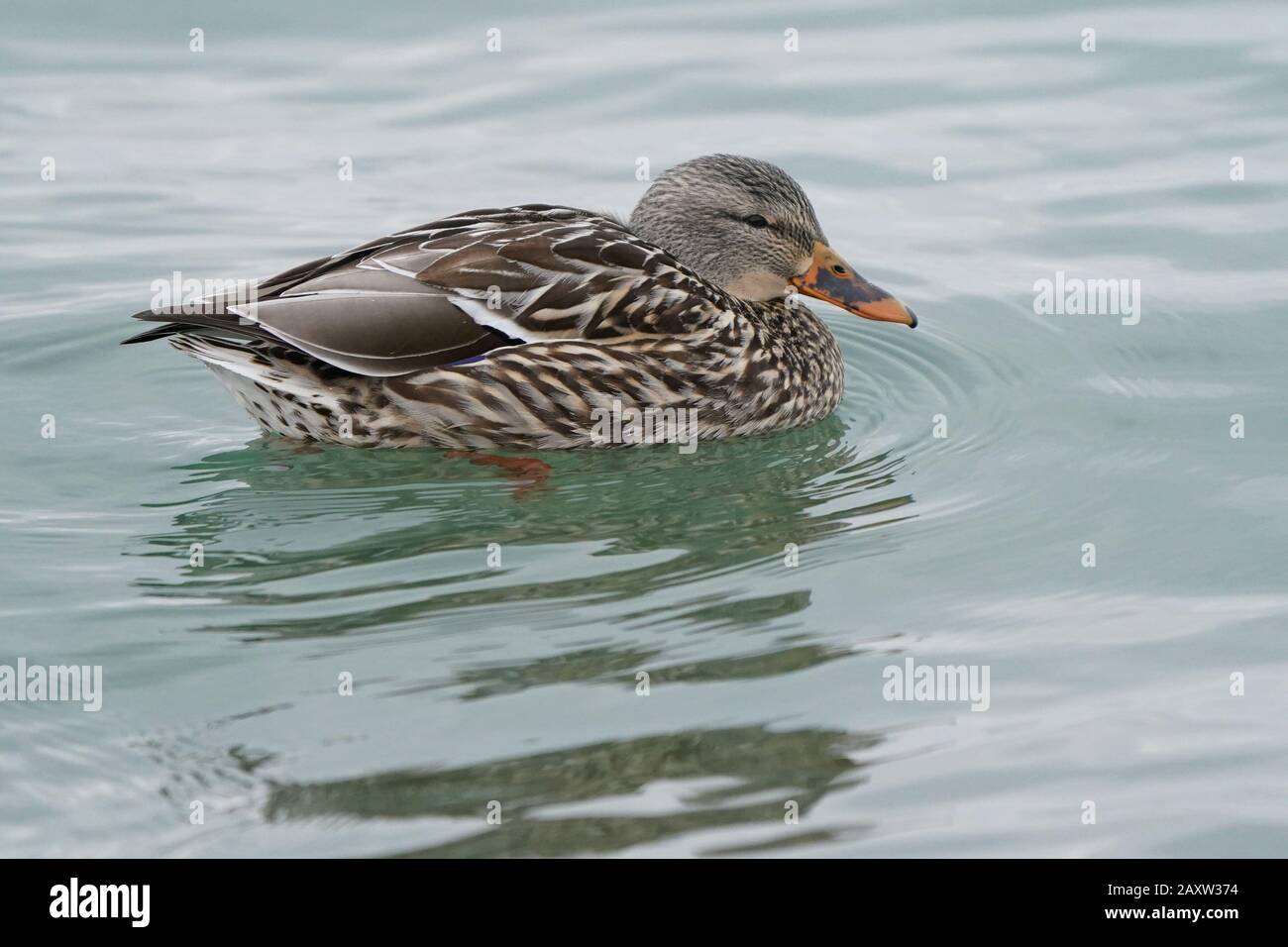 Mallard ducks at Lake Ontario Stock Photo - Alamy
