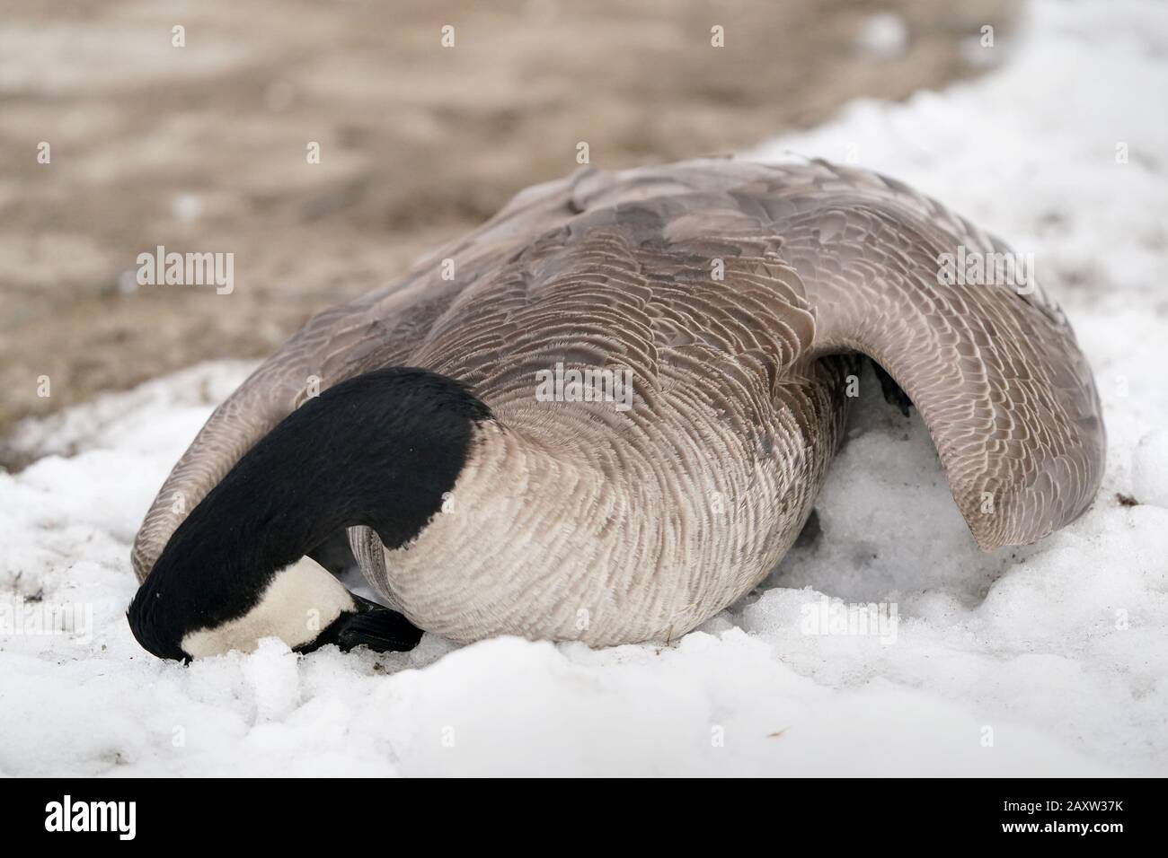 Life Cycle Of Canada Goose High Resolution Stock Photography and Images ...