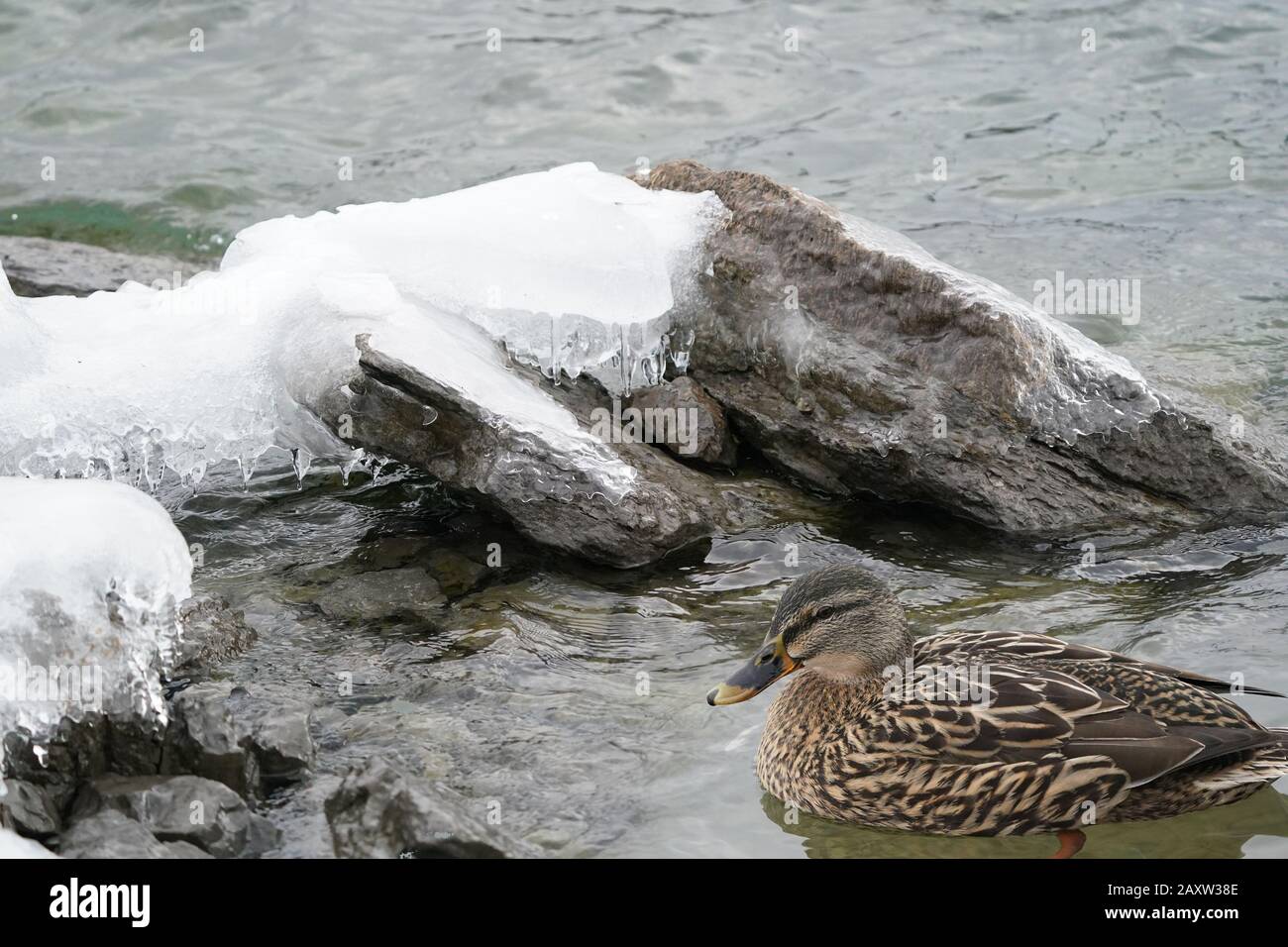 Mallard ducks at Lake Ontario Stock Photo - Alamy