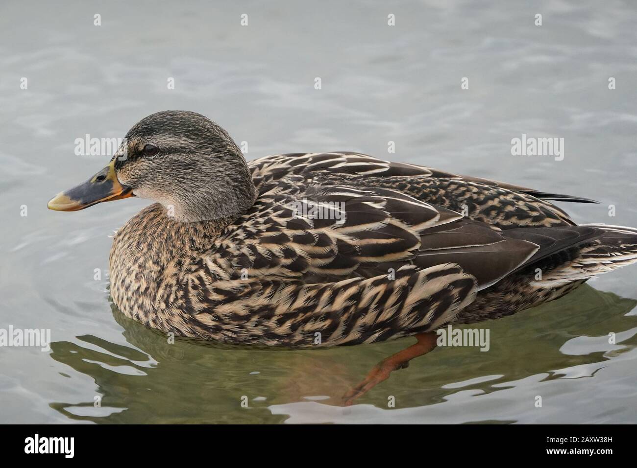 Mallard ducks at Lake Ontario Stock Photo - Alamy