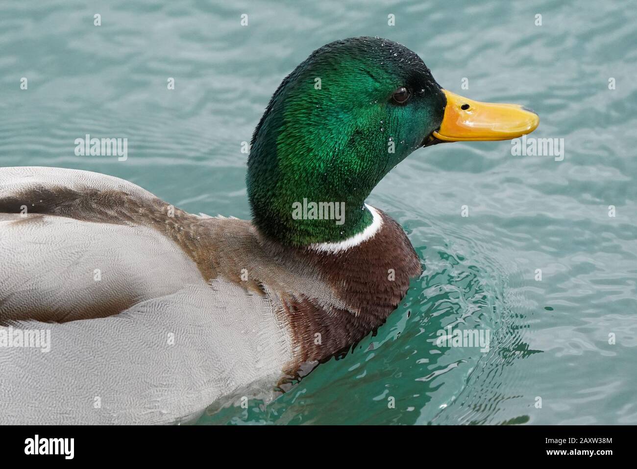 Mallard duck floating eating hi-res stock photography and images - Alamy