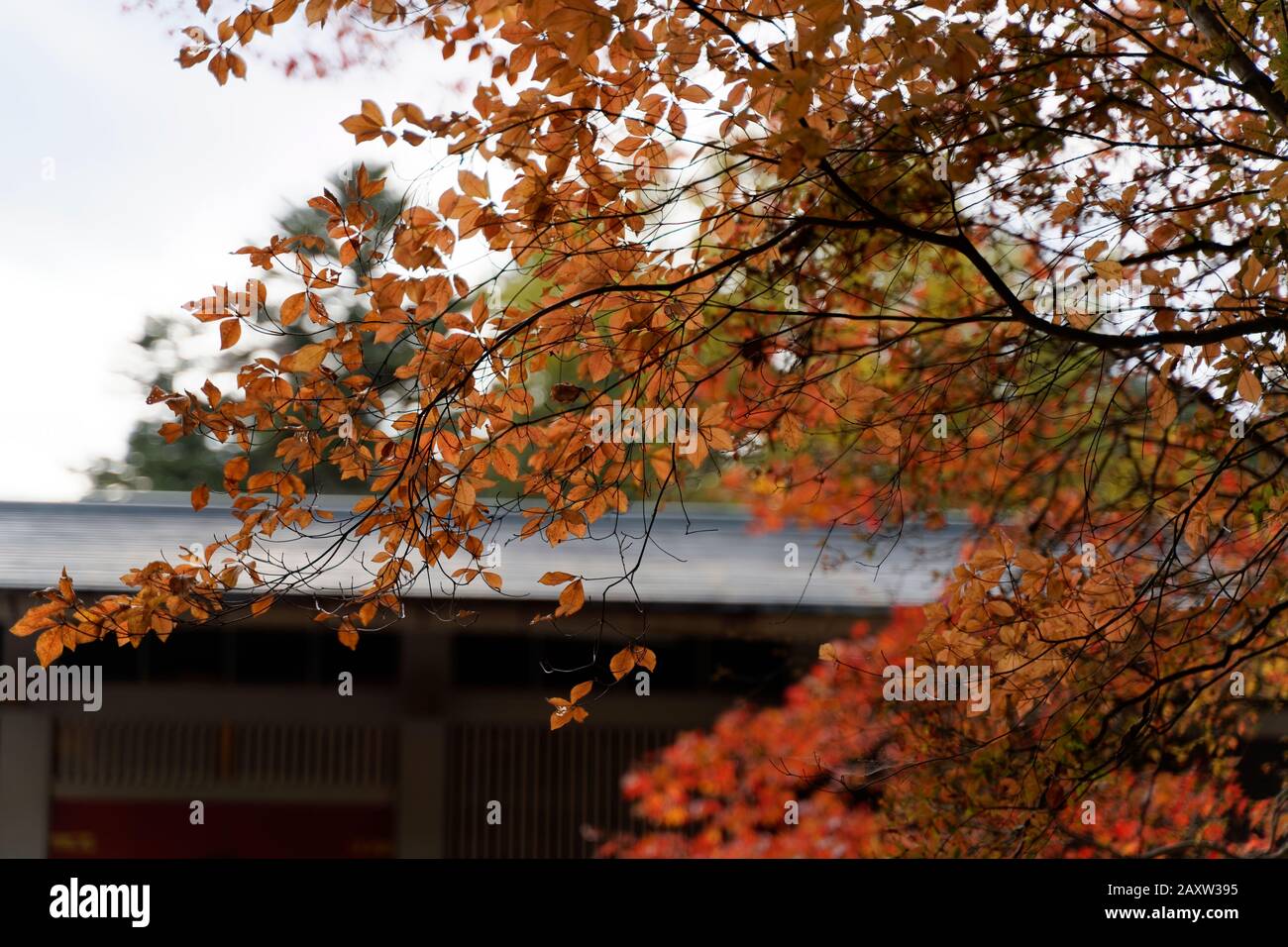 Colourful trees in autumn at Nikko, Japan shot on 60 megapixel camera ...