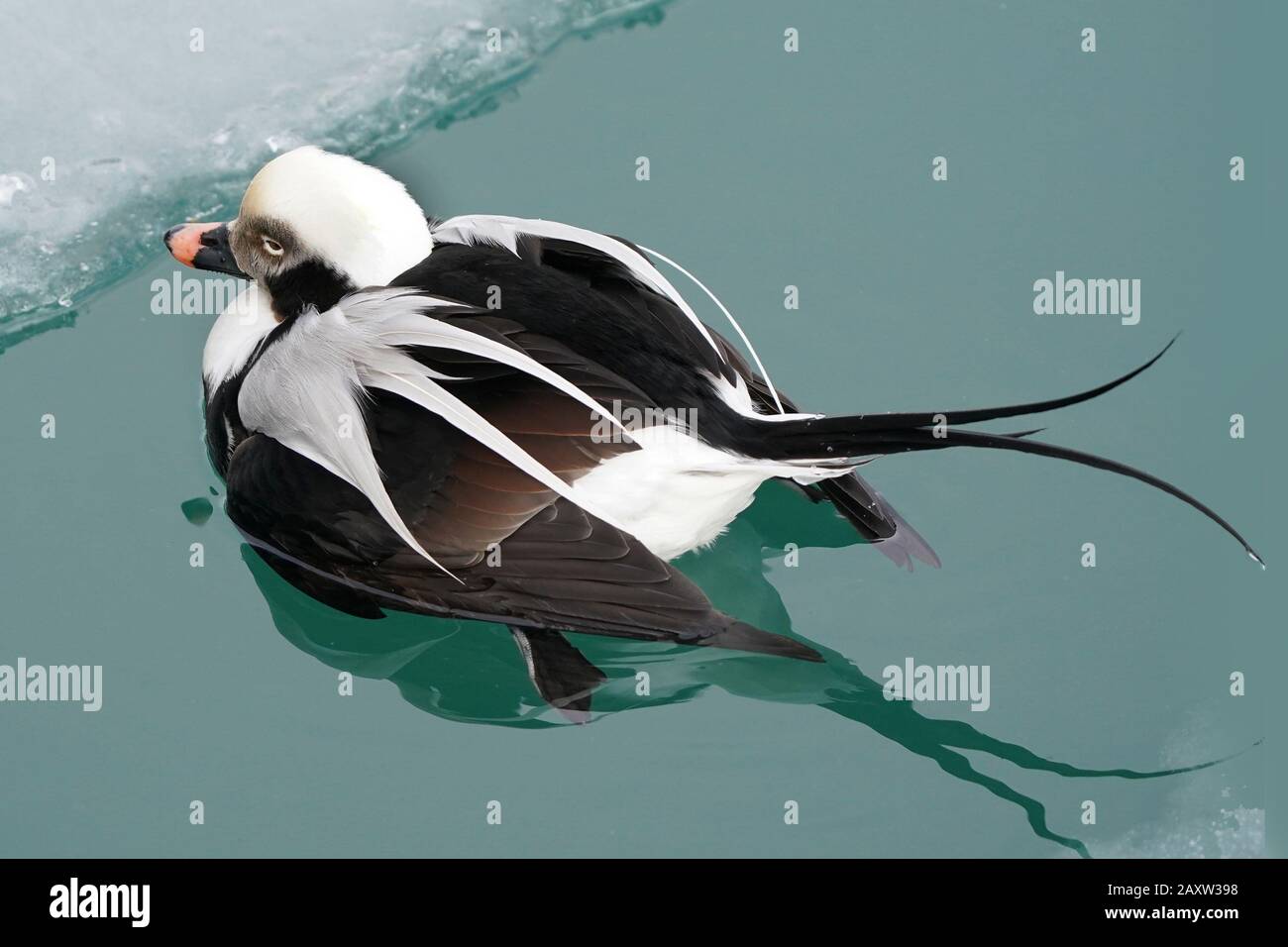 Long Tailed Drake in icy water at Lake Ontario Stock Photo - Alamy