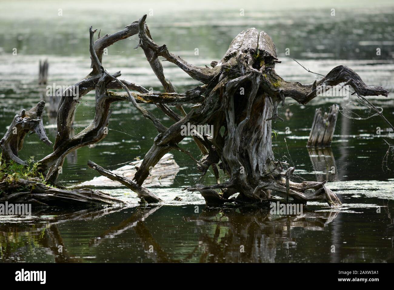 Old Creepy Tree Stump in Darkened Pond Stock Photo - Alamy