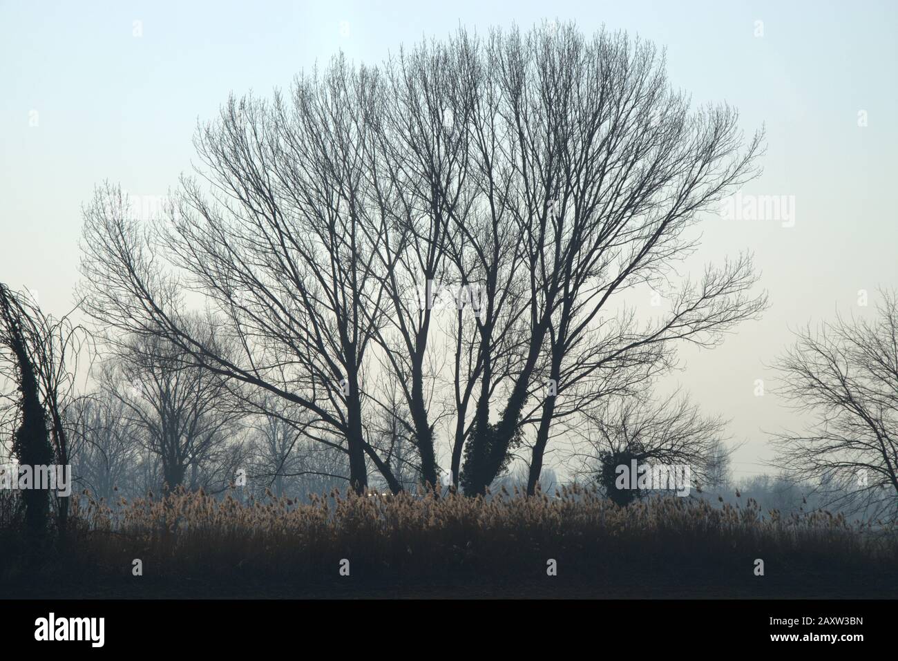 View of an old tall tree in front of corn in a field Stock Photo - Alamy