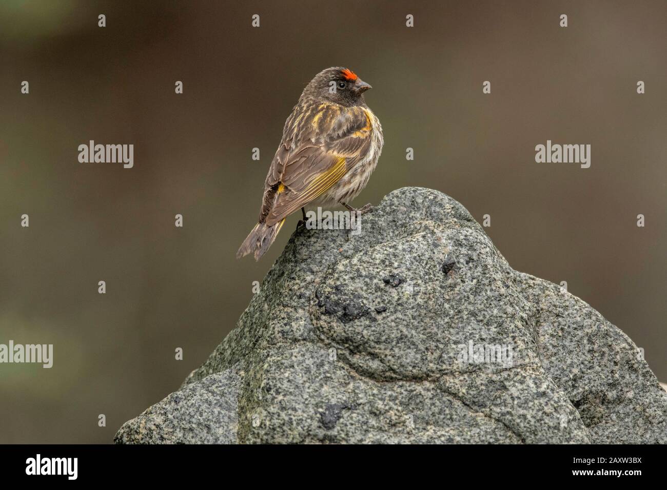 Red-fronted Serin or fire-fronted serin, Serinus pusillus Male, Ladakh ...