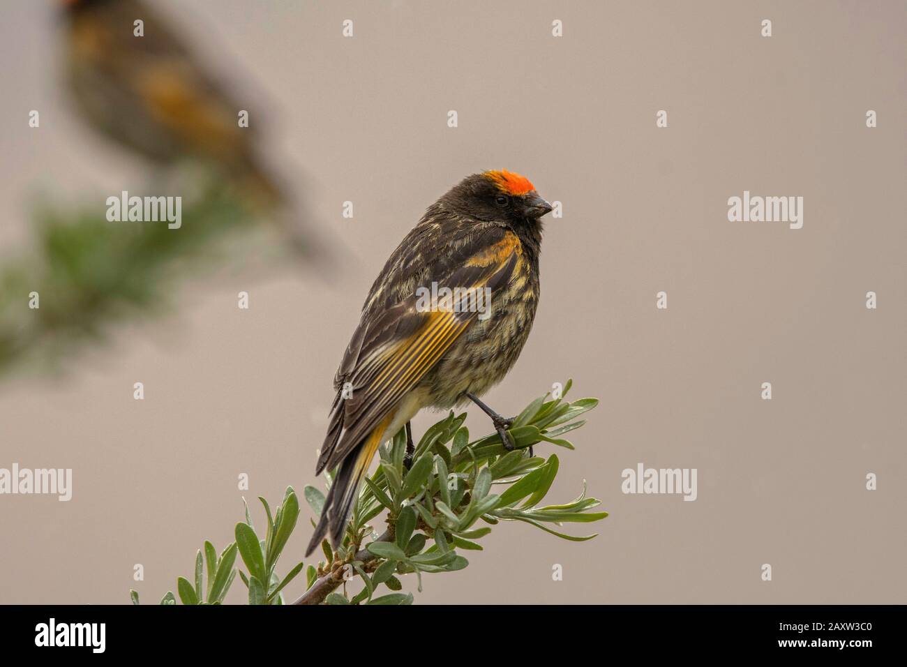 Red-fronted Serin or fire-fronted serin, Serinus pusillus Male, Ladakh ...